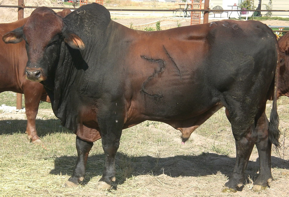 Red Knection - K Bulls